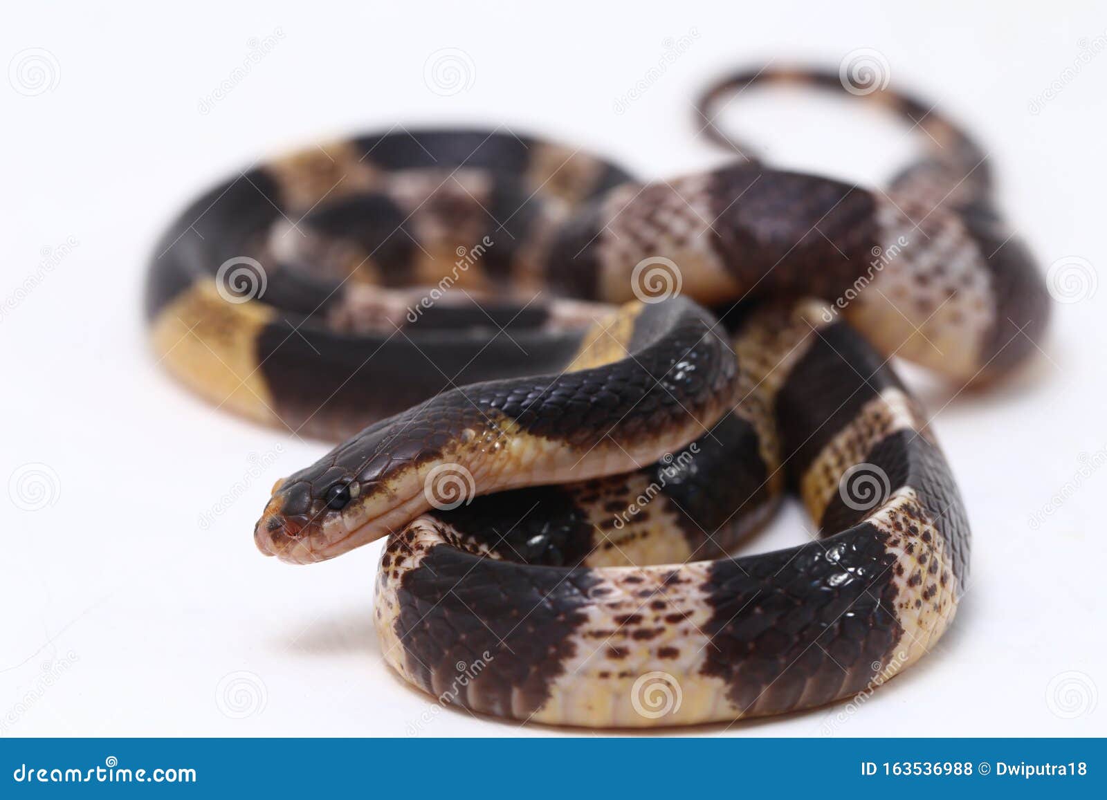Highly Venomous, Malayan Krait or Blue Krait Bungarus Candidus Stock ...