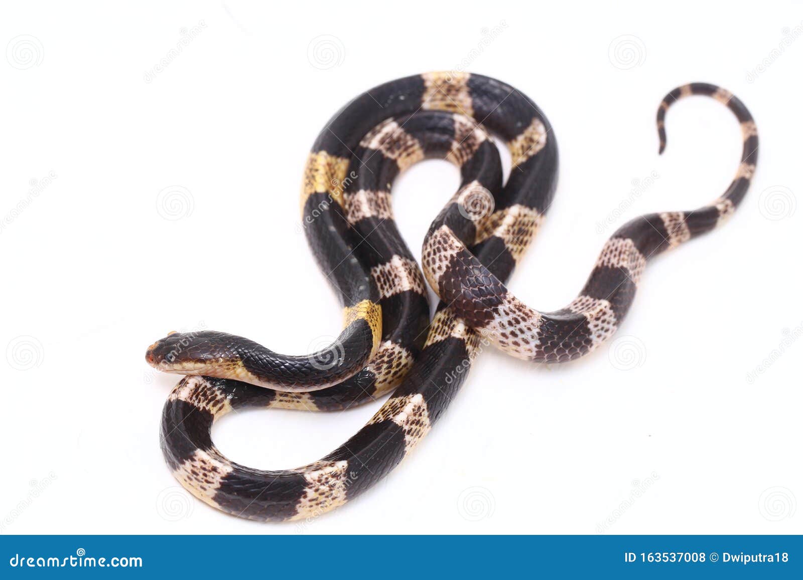 Highly Venomous, Malayan Krait Or Blue Krait Bungarus Candidus Royalty ...