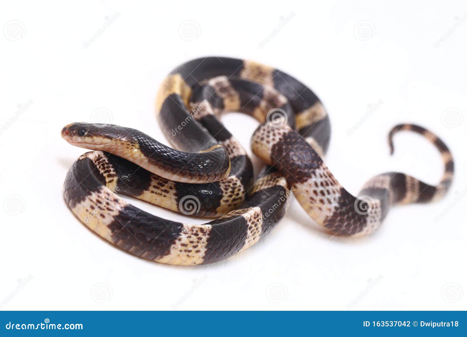 Highly Venomous, Malayan Krait Or Blue Krait Bungarus Candidus Stock ...