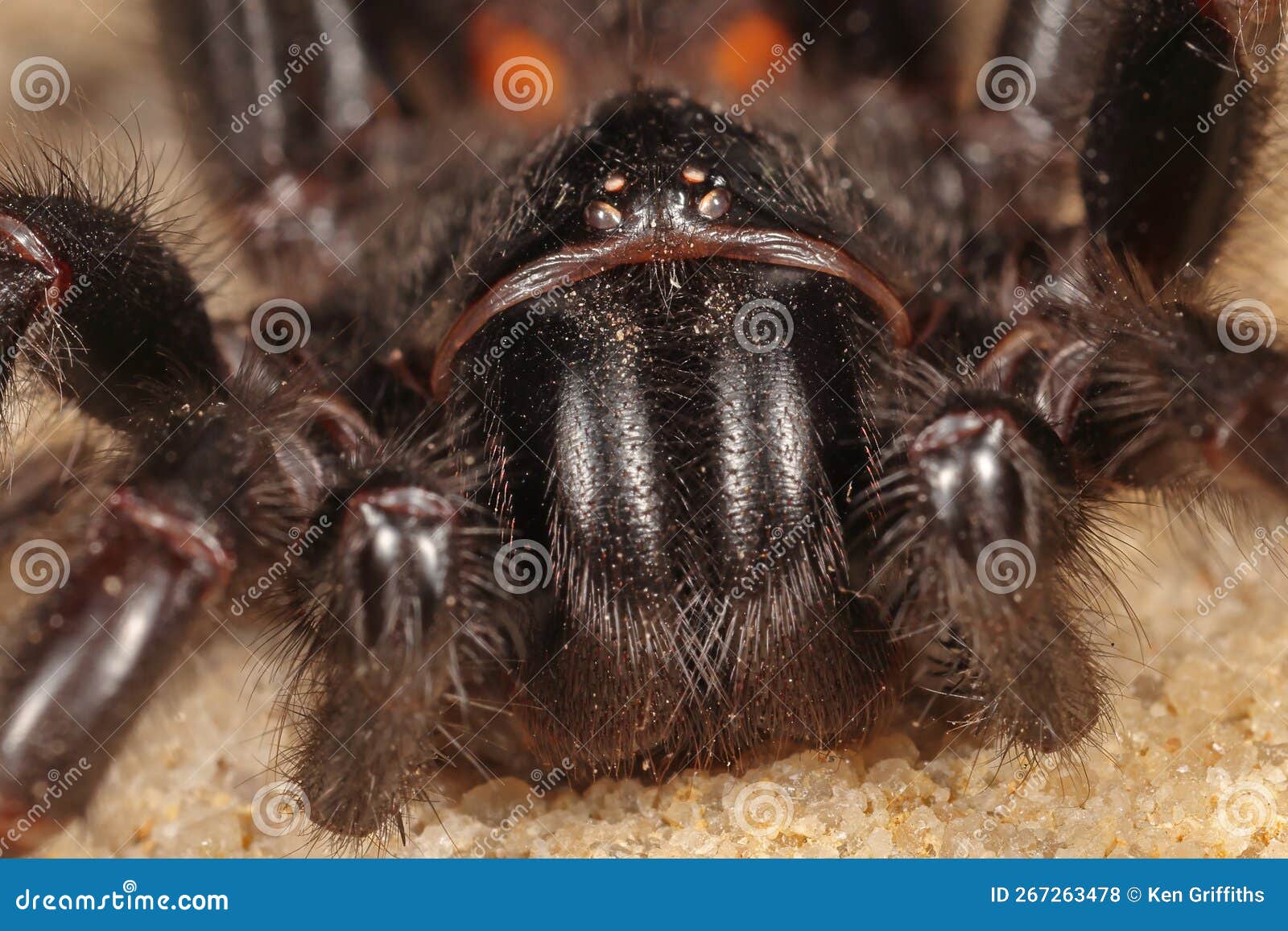 Sydney Funnel Web Spider stock photo. Image of nature - 267263478