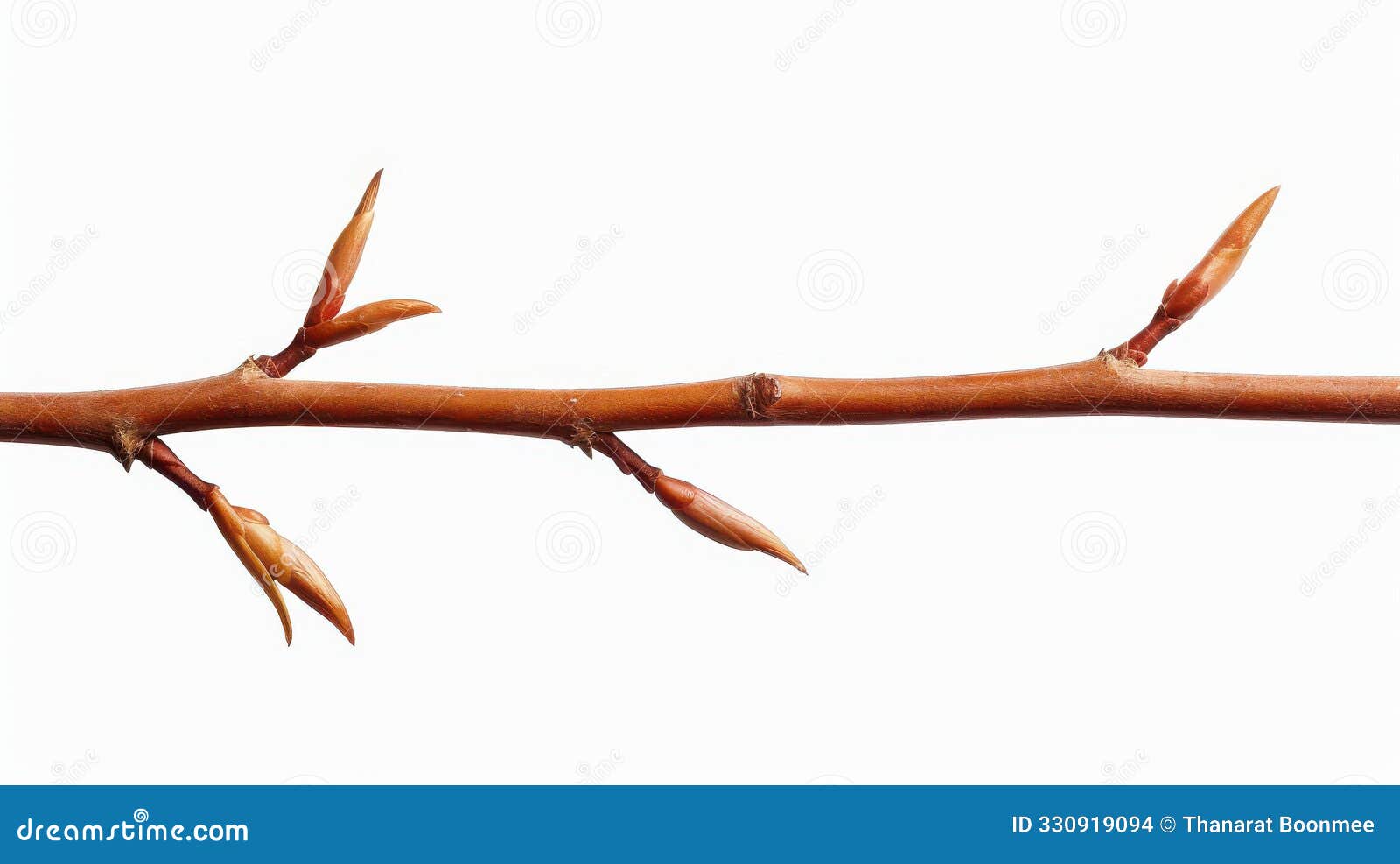 Highquality Isolated Tree Branch Cutout for Design Projects on White ...