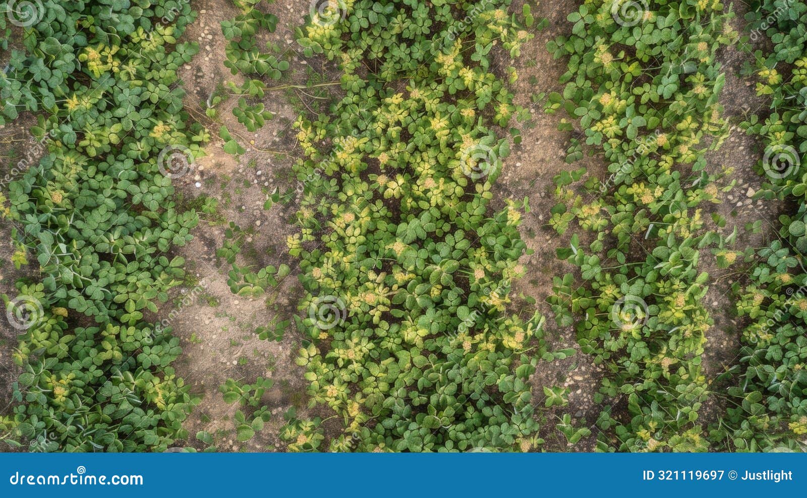 A Highresolution Image from a Drone Reveals a Patch of Discolored ...