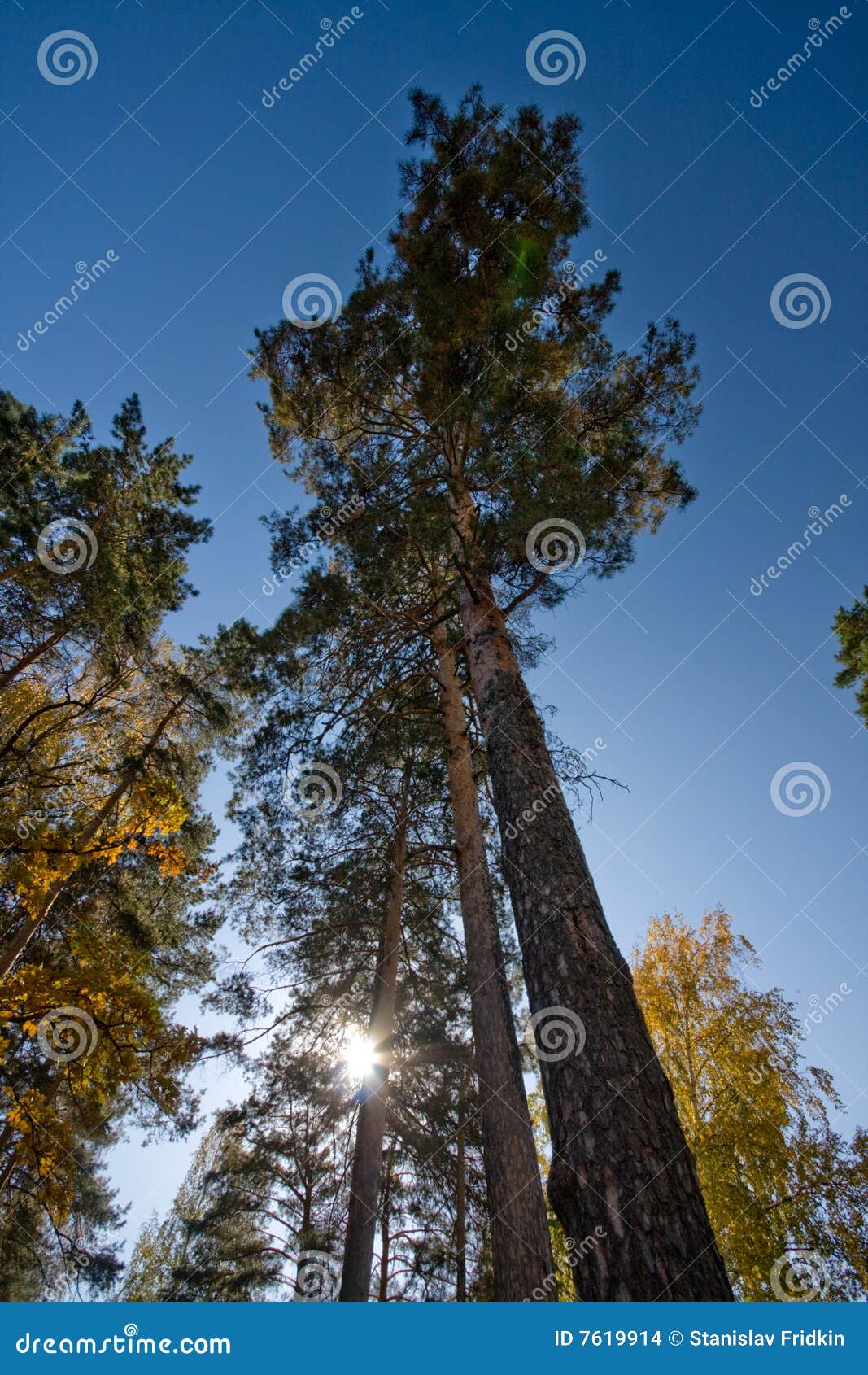 Hight pine tree stock photo. Image of yellow, clear, tree - 7619914