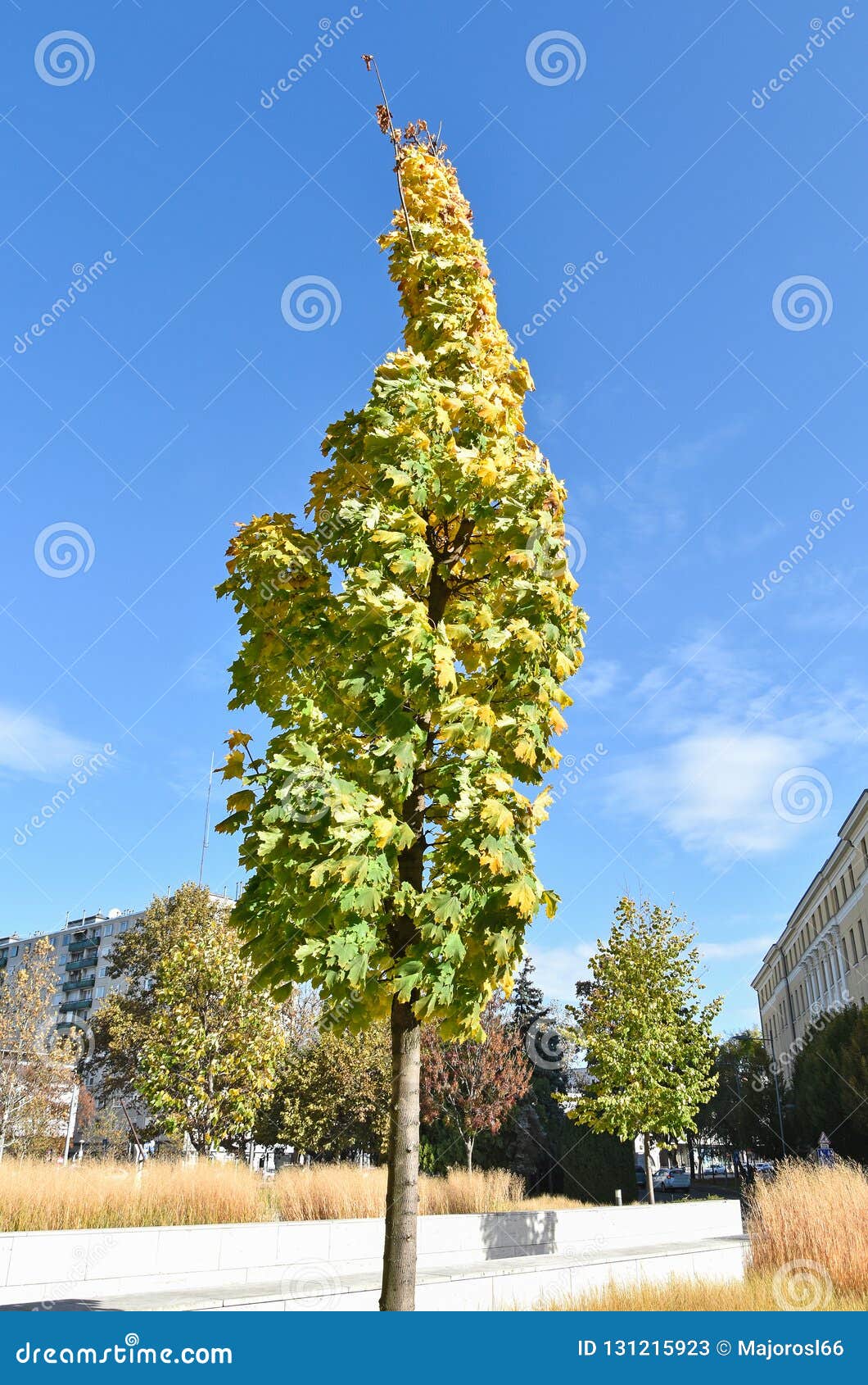 Hight Tree in Autumn Time in the City Stock Image - Image of trunk ...