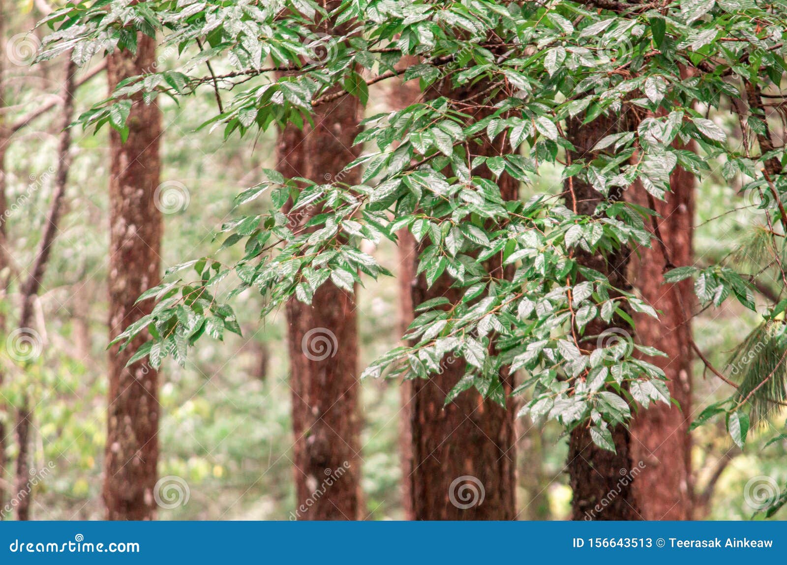 The Hight Tree in Forest in Rainy Season Stock Image - Image of high ...