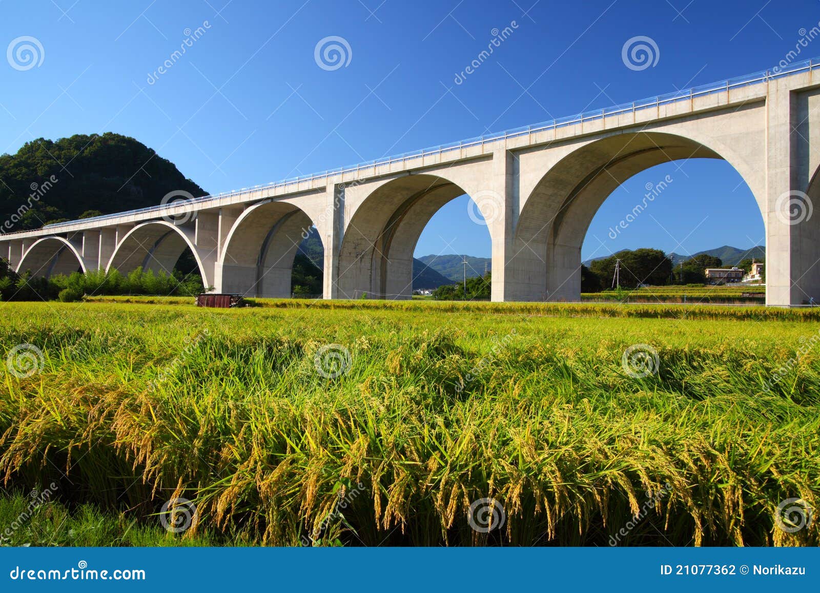 Highway Bridge with Rice Field Stock Photo - Image of field, landscape ...