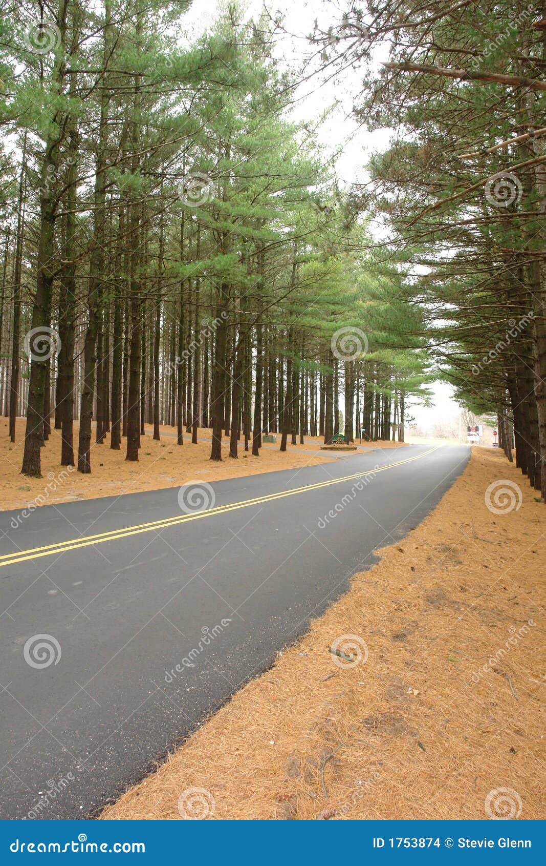 Highway through a Forest stock photo. Image of thoroughfare - 1753874