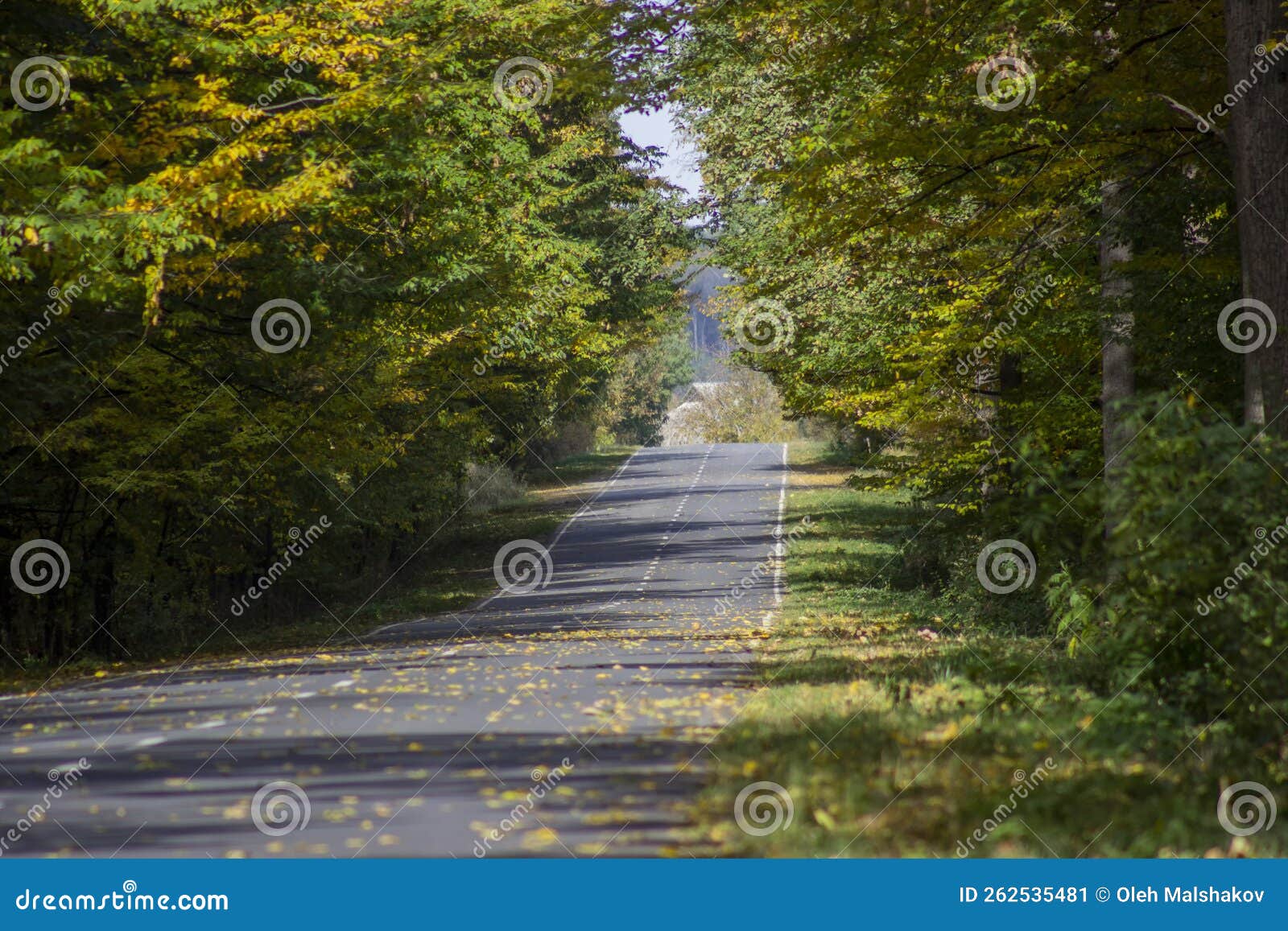 Highway through the Forest with Trees Stock Image - Image of foliage ...