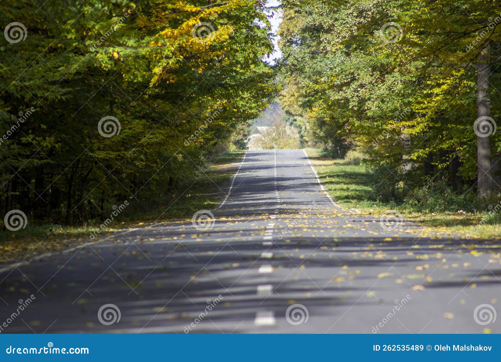 Highway through the Forest with Trees Stock Image - Image of twisty ...