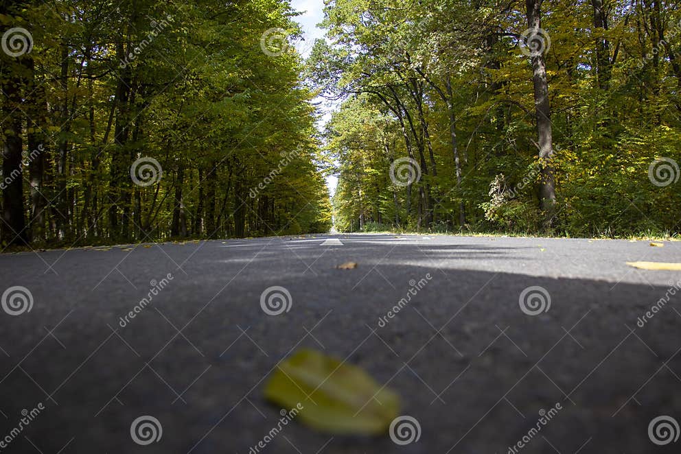 Highway through the Forest with Trees Stock Photo - Image of forest ...