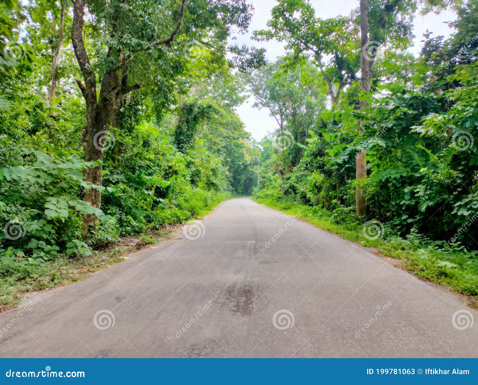 Highway in the Middle of the Forest, Trees and Plants on Both Side of ...