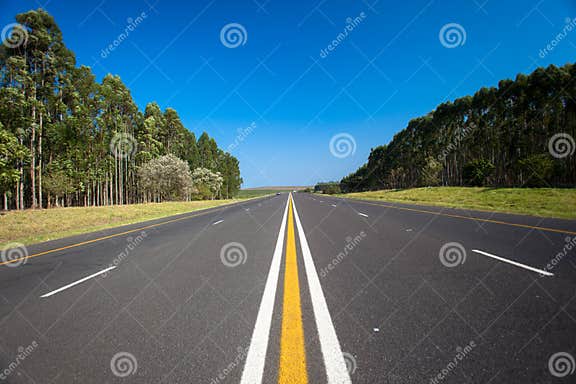 Highway Middle Gum Trees stock image. Image of forests - 25375225