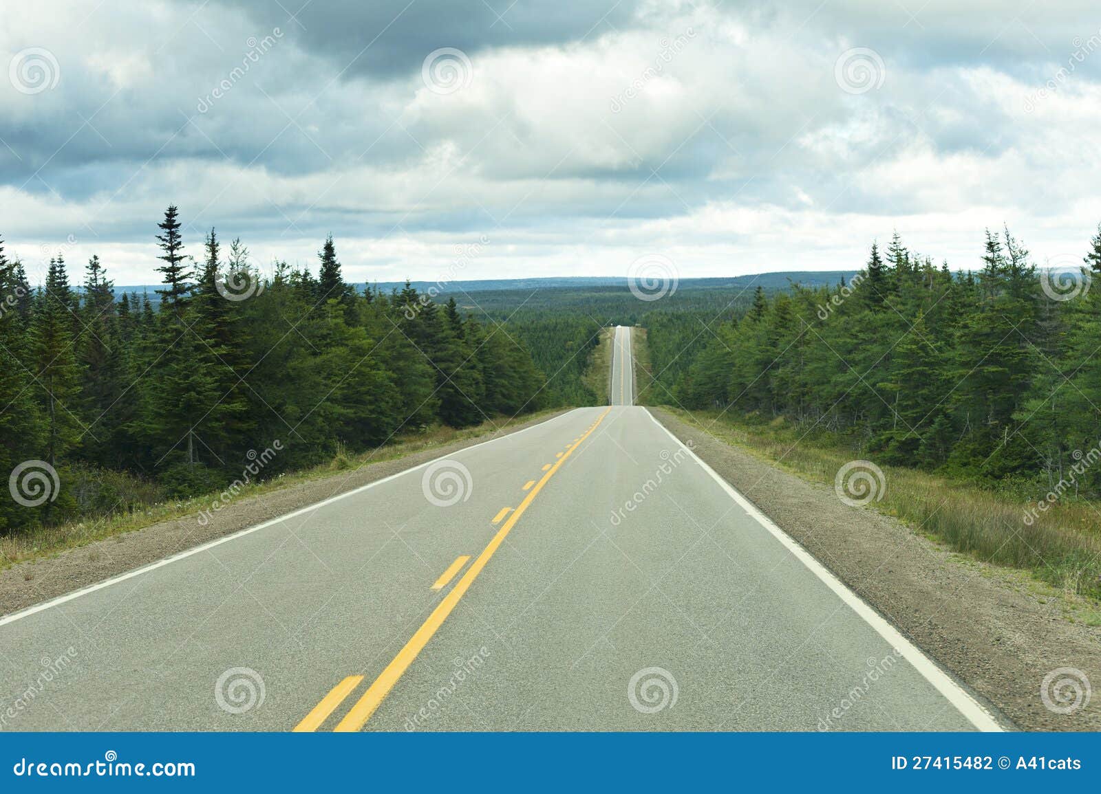 Highway through Pine Tree Forest Stock Photo - Image of highway, cloudy ...