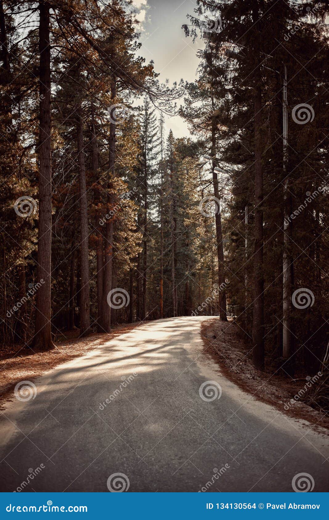The Highway between Pine Tree Forest Stock Photo - Image of route ...