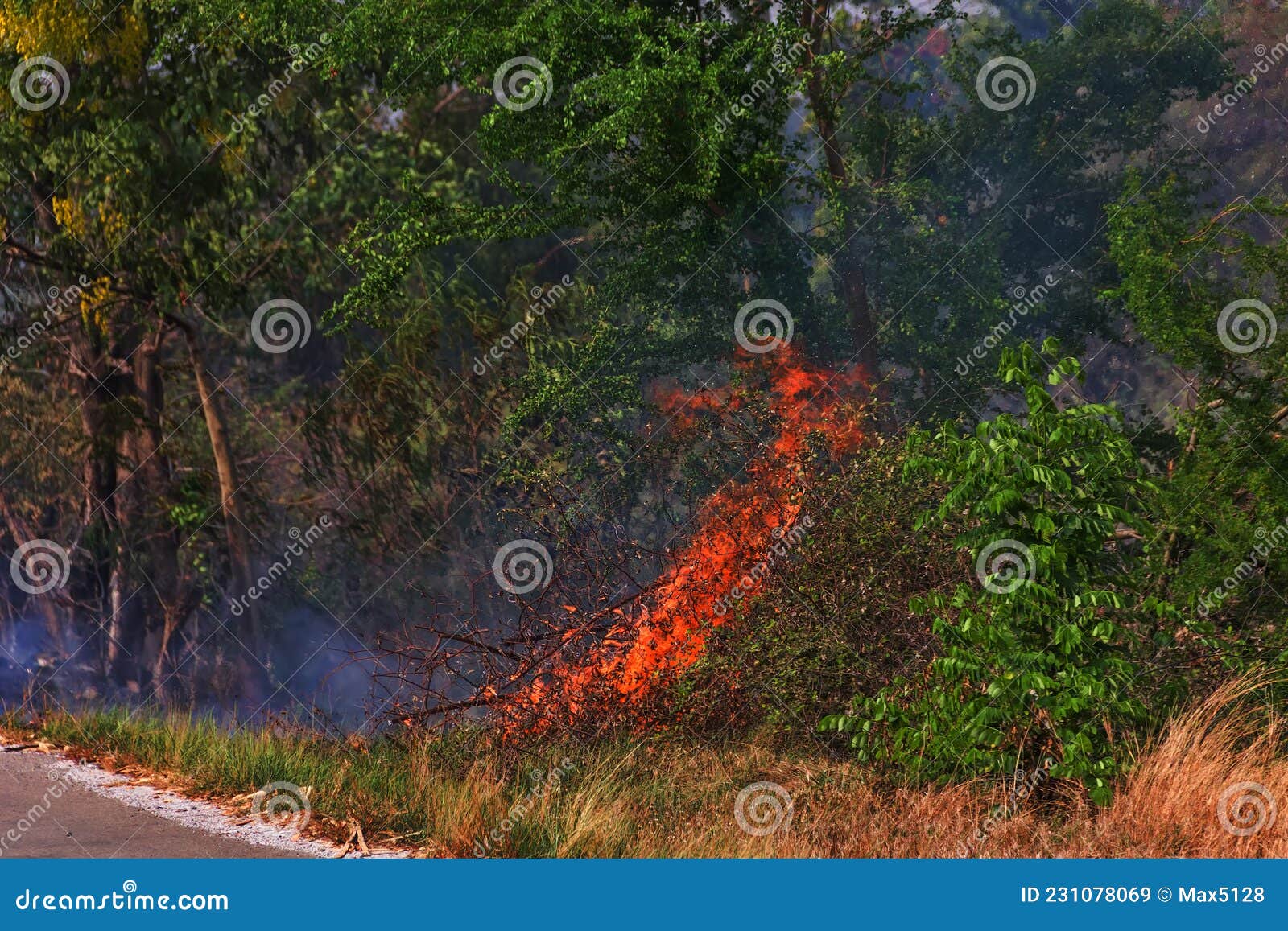 The Highway Prevents the Spread of a Forest Fire Stock Image - Image of ...