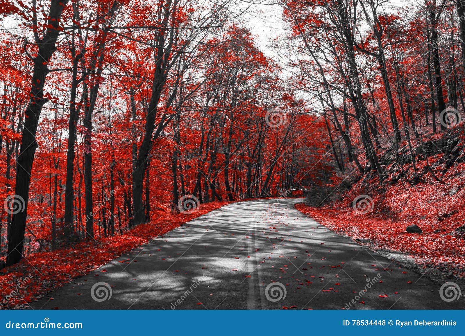 Highway through Red Fall Forest Landscape Stock Photo - Image of ...
