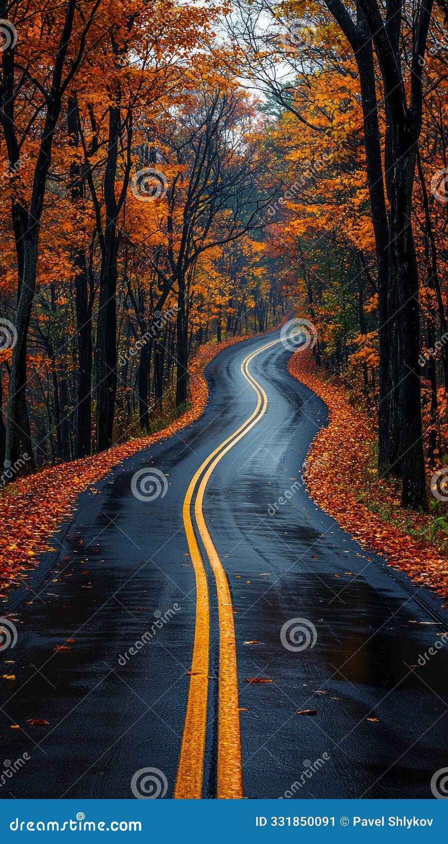 Highway Road through the Autumn Forest. Autumn Forest Road. Road in ...
