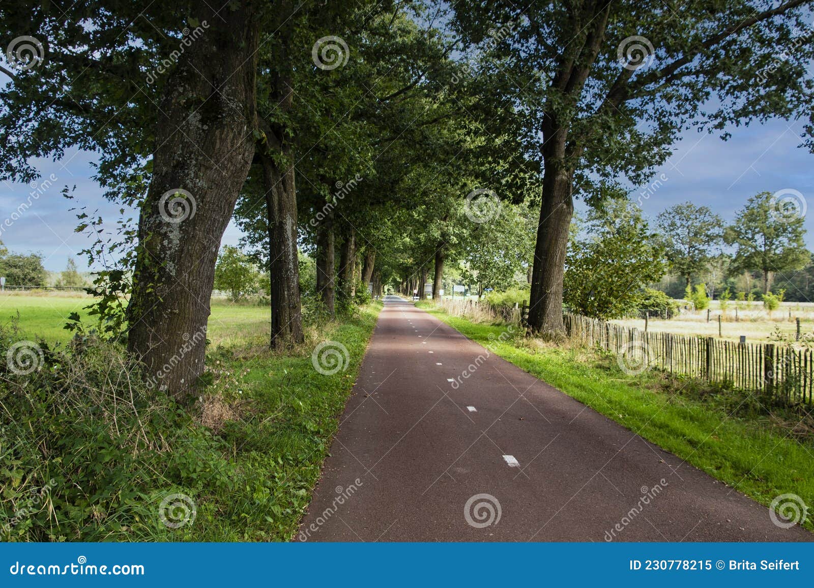 Highway through Summer Forest. Green Trees beside of Road Going in the ...