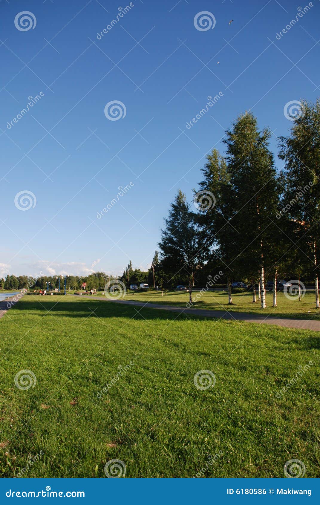 Hign tree stock photo. Image of landscape, clear, fresh - 6180586