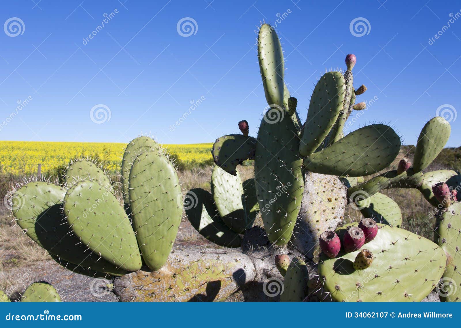 Higo chumbo, Suráfrica imagen de archivo. Imagen de espinoso - 34062107