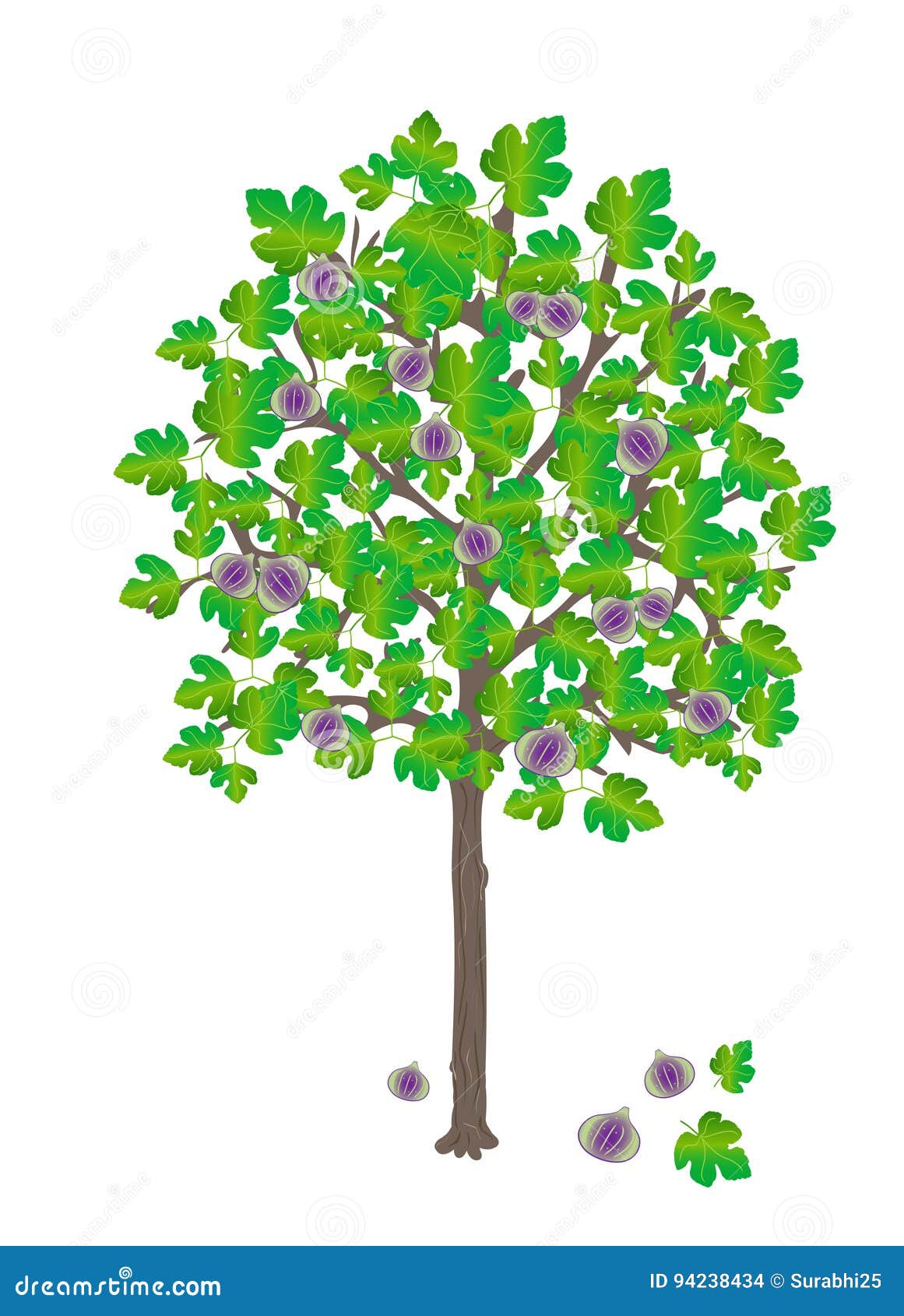 Higuera ilustración del vector. Ilustración de cubo, tropical - 94238434