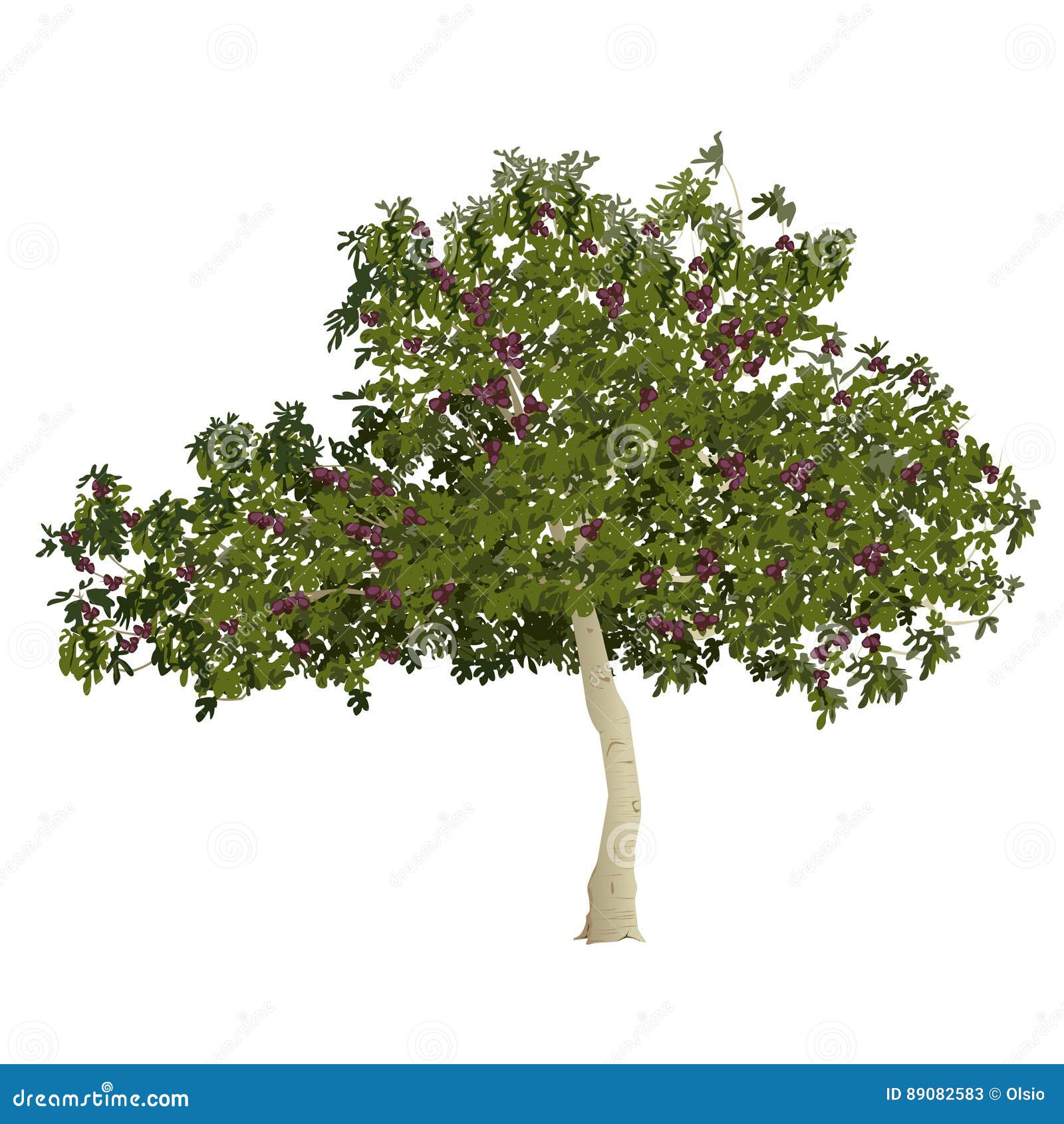 Higuera En El Verano Con Las Frutas Ilustración del Vector ...