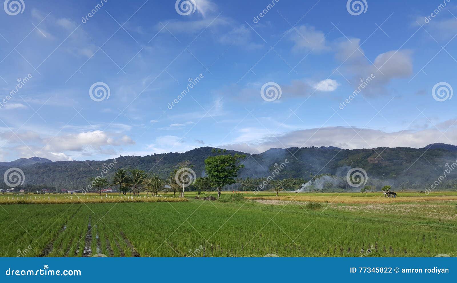 Hijaunya stock photo. Image of gagoan, indonesiabingts - 77345822