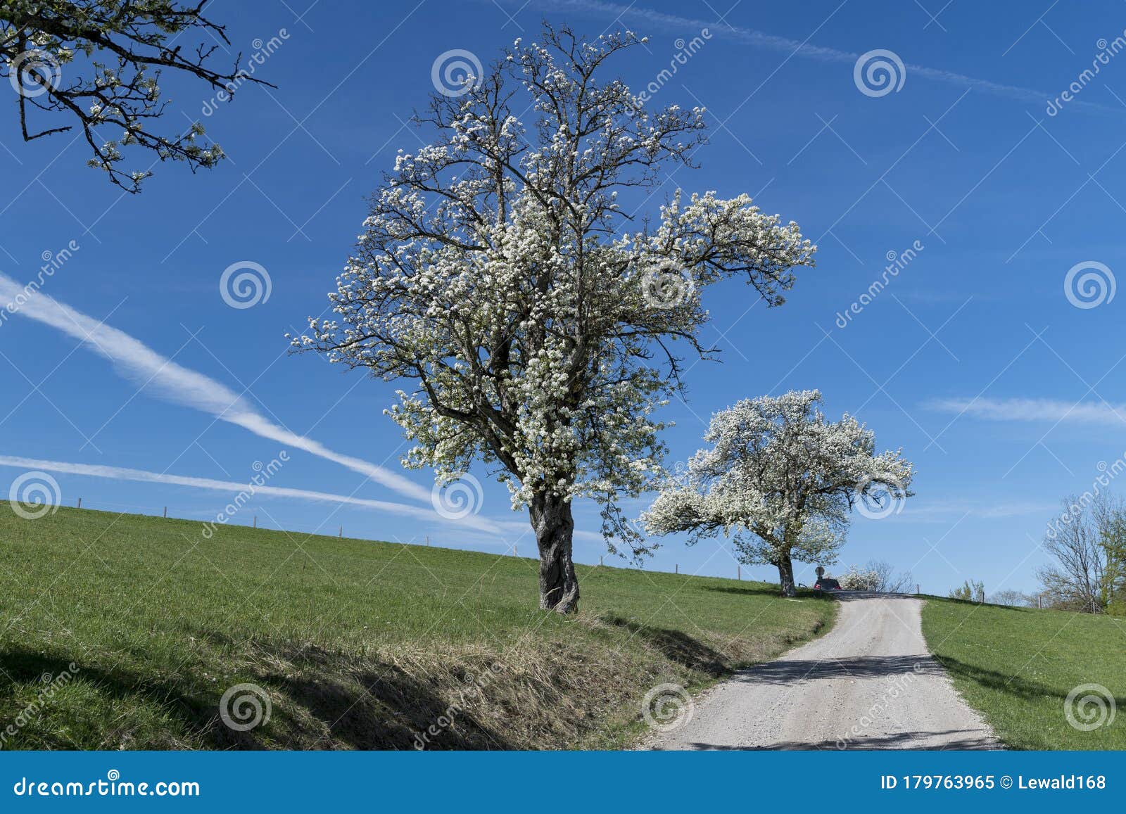 The Mostviertel in Full Bloom in the Springs Stock Image - Image of ...