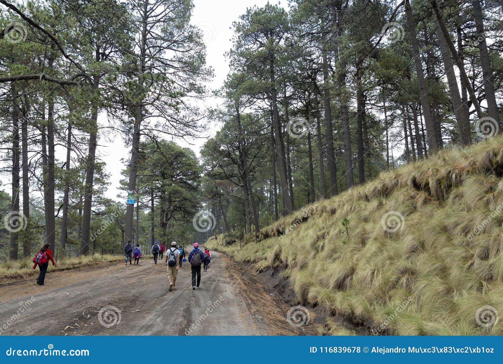 Forest of Mexico with Unique Trails and Trees Editorial Stock Photo ...
