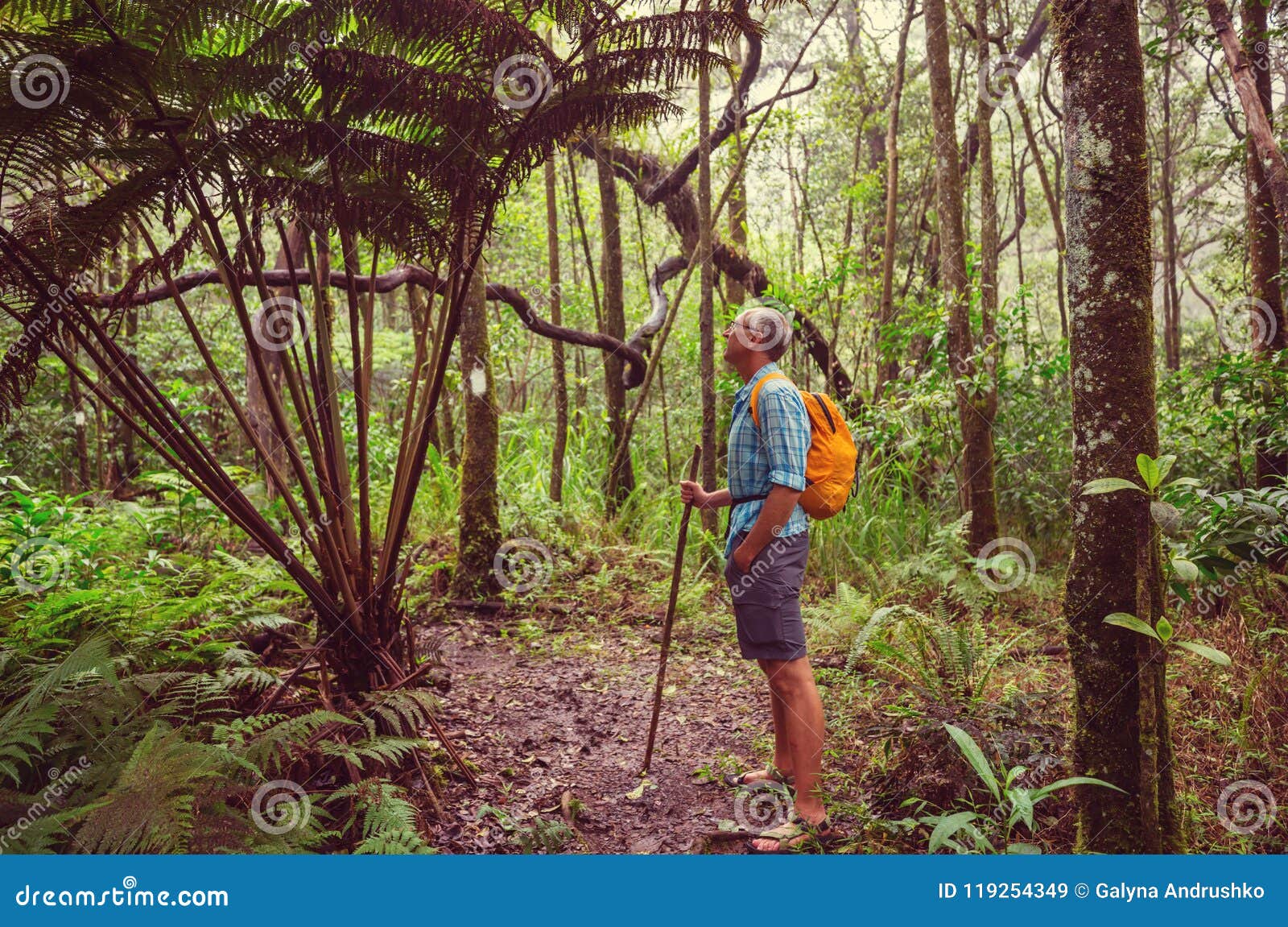 Hike in jungle stock image. Image of destination, boardwalk - 119254349