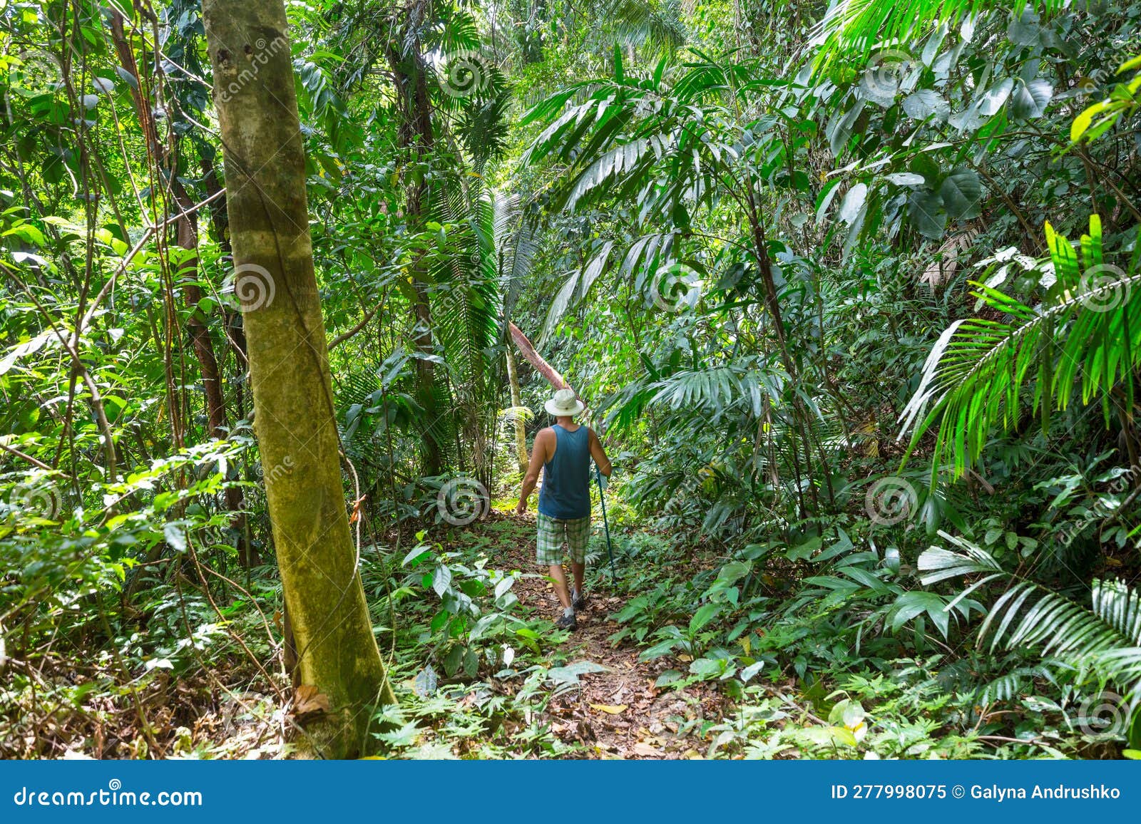Hike in jungle stock image. Image of breathtaking, environment - 277998075