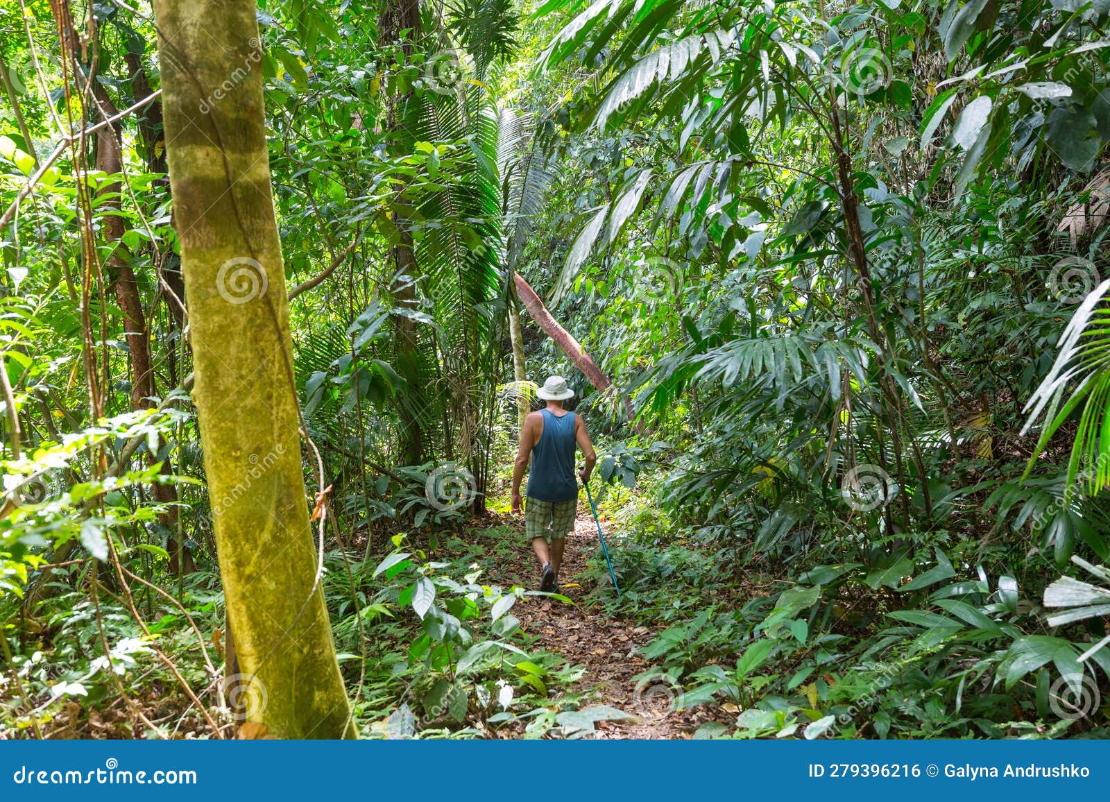 Hike in jungle stock photo. Image of green, rainforest - 279396216