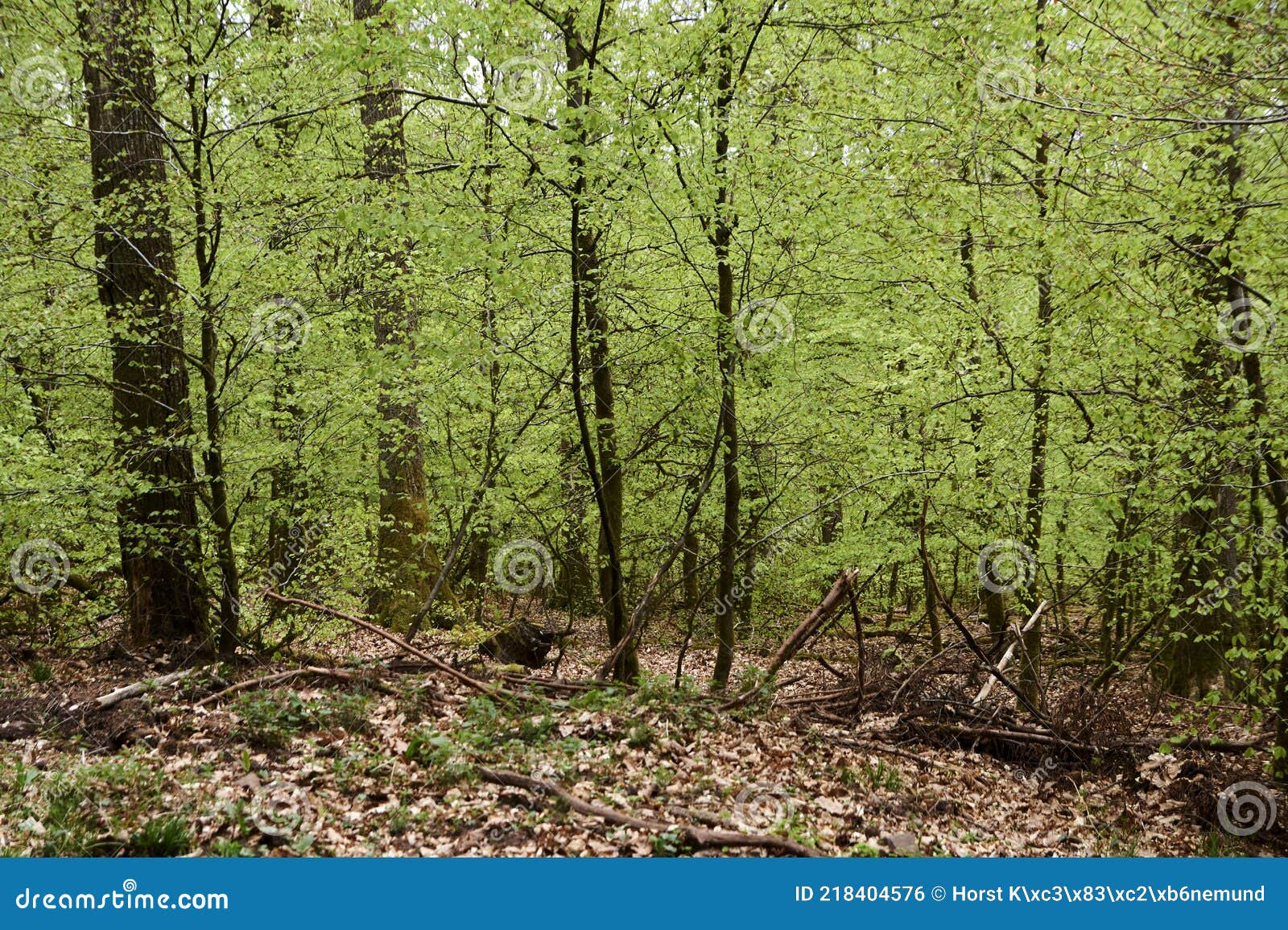 Hike Path through a Forest in Spring, Young Green Foliage Stock Photo ...