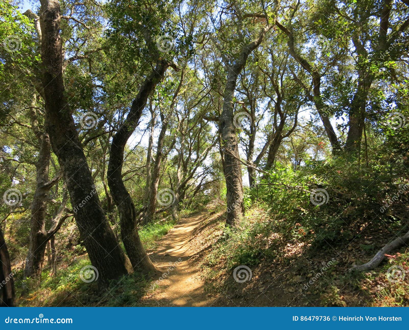 Hike path in forrest stock photo. Image of path, blue - 86479736