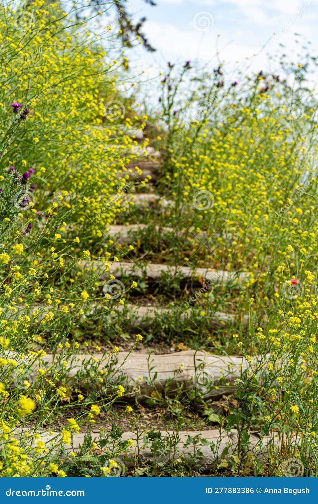 Hike Path on the Slope of Mtatsminda Mount Stock Photo - Image of ...