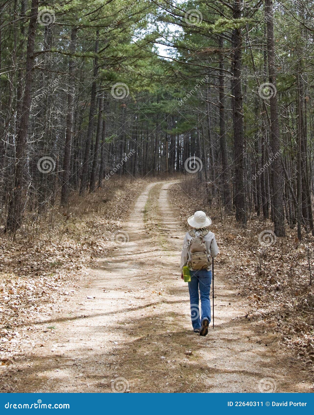 A Hike through the Pine Trees. Stock Image - Image of physical, hiker ...