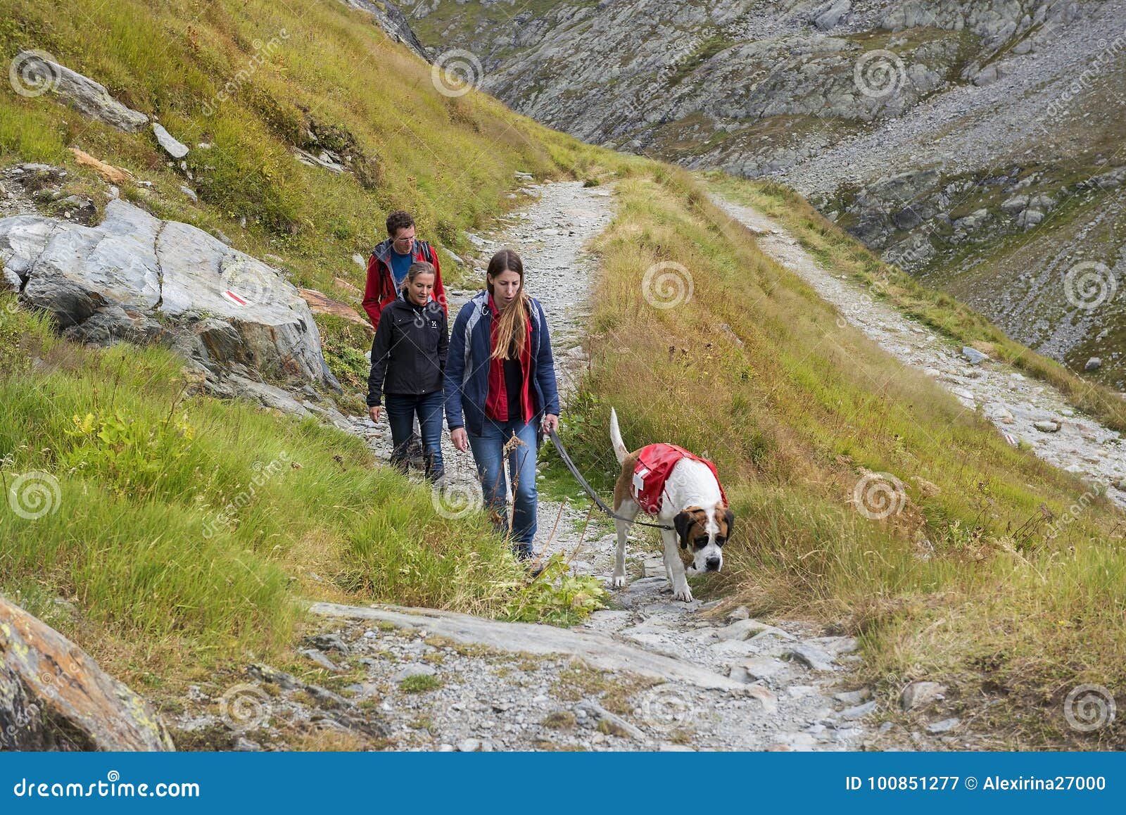 Hike With The Saint Bernard Dog, Great St. Bernard Pass In Switzerland ... Hike With The Saint Bernard Dog, Great St. Bernard Pass In Switzerland ...