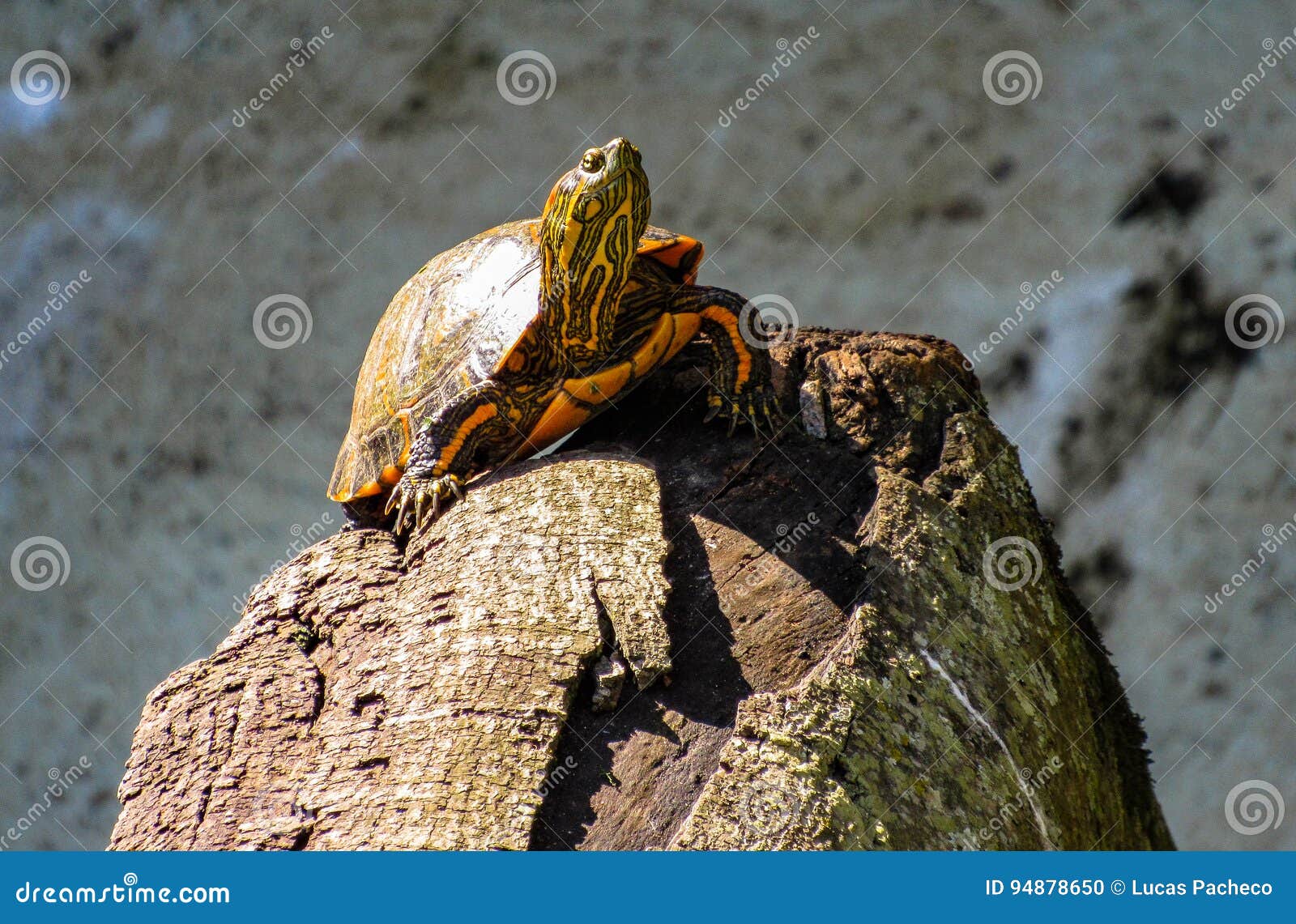 Hike of the Turtle stock photo. Image of hike, conquest - 94878650