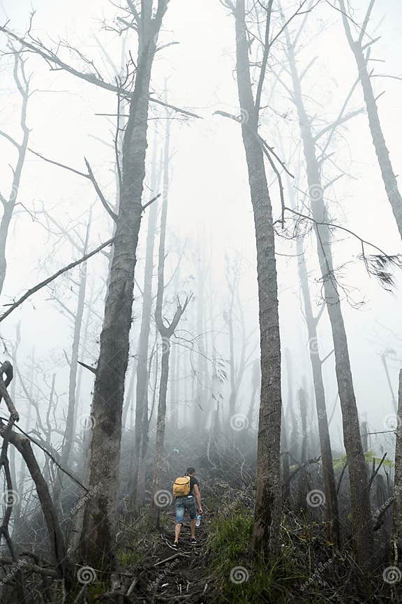 Hiker with Backpack Climbs through the Destroyed Forest on Volcano ...