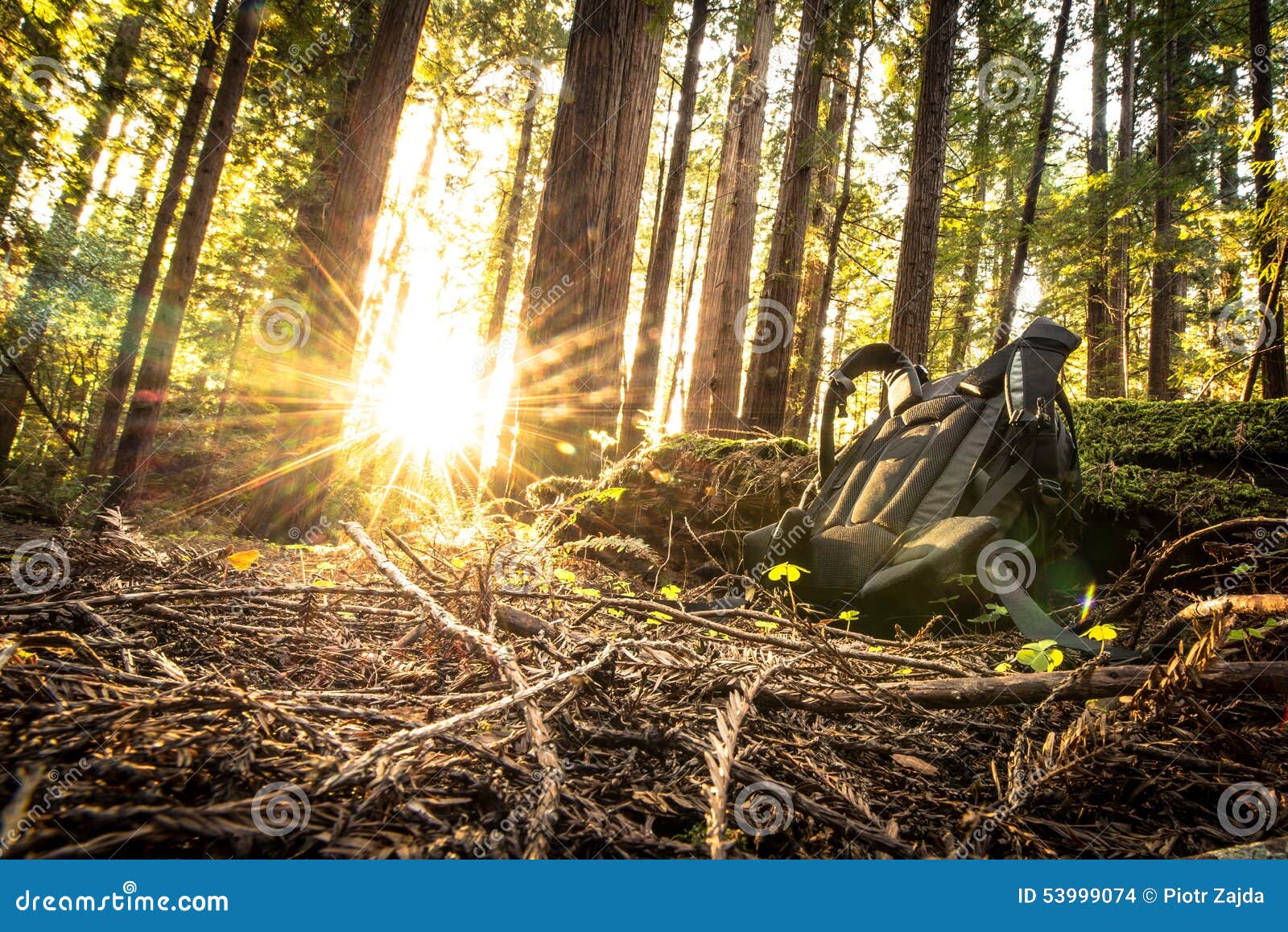 Hiker Backpack stock photo. Image of forestry, camp, hiker - 53999074