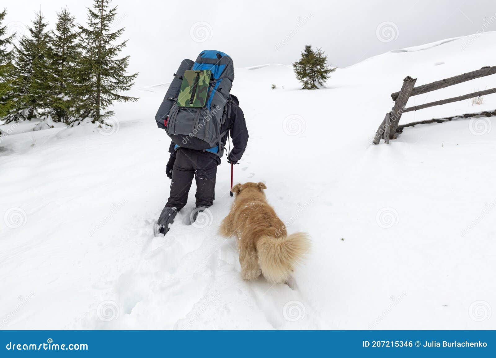 Hiker and dog in deep snow stock photo. Image of alone - 207215346