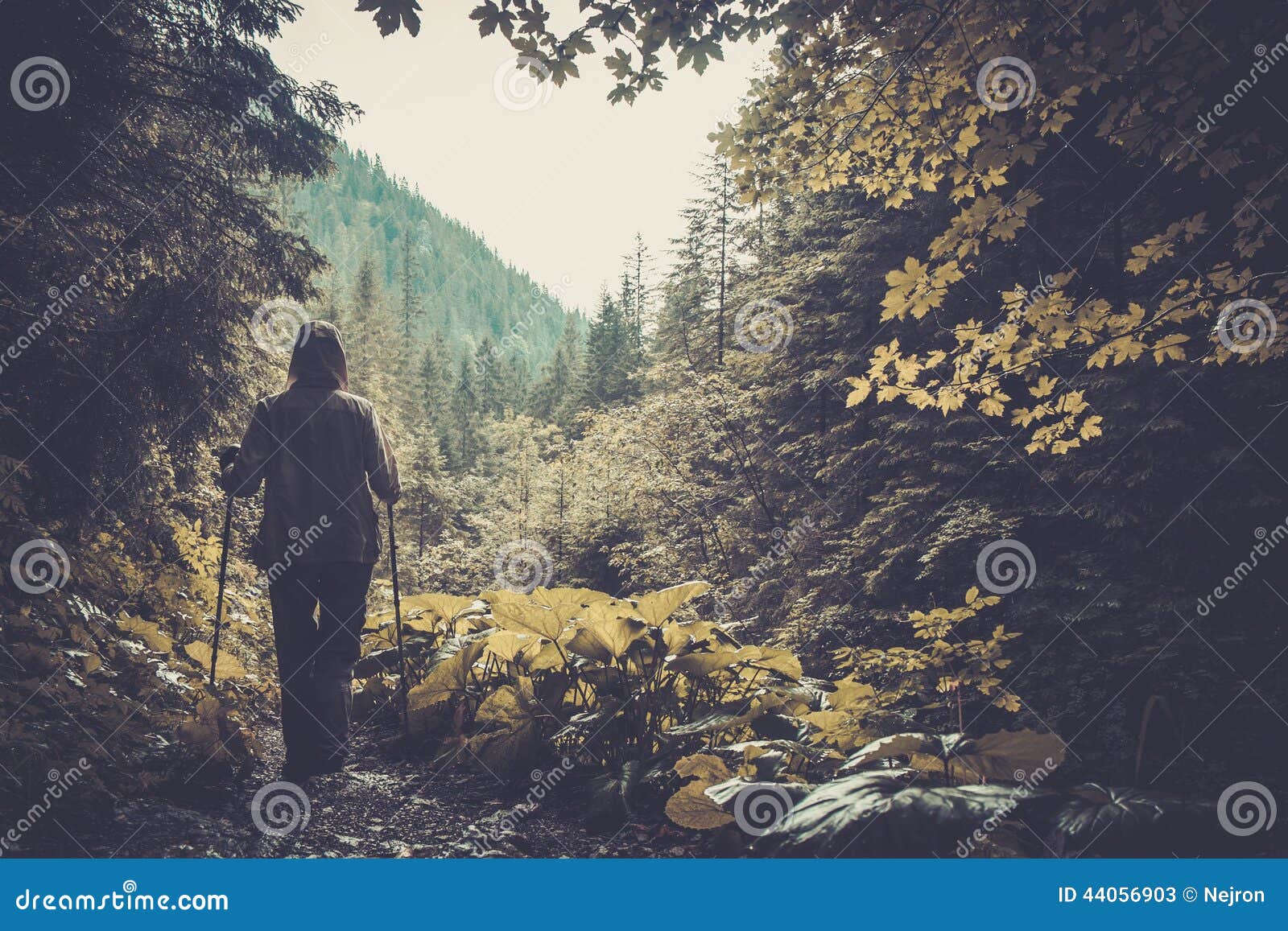 Hiker in a forest stock image. Image of nature, edge - 44056903