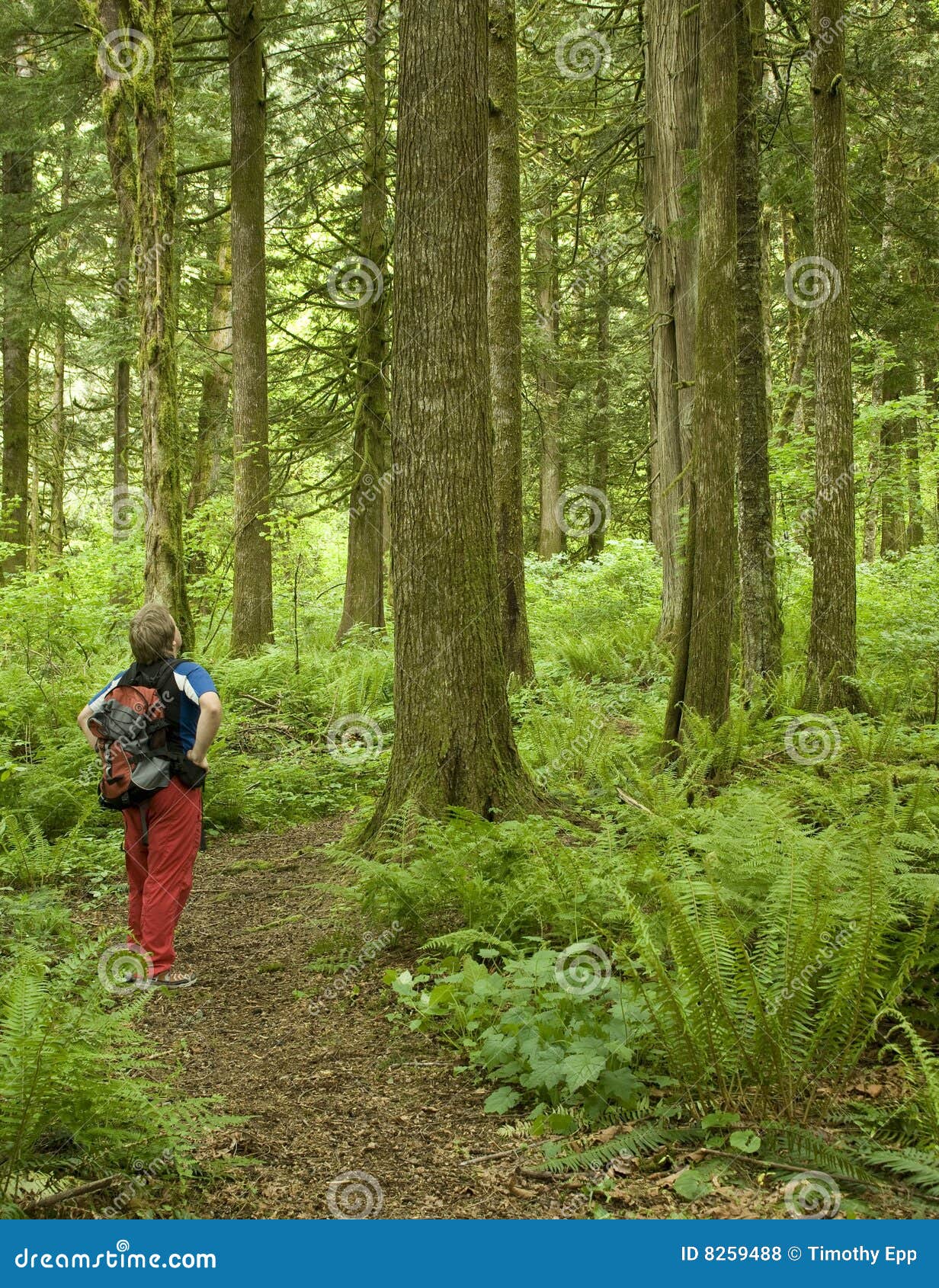 Hiker Pausing Along a Forest Path Stock Photo - Image of fitness ...