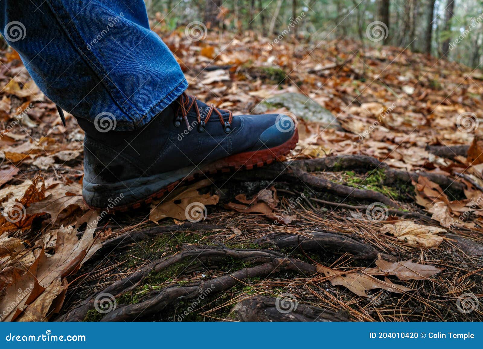 Hiker`s Boot Steps on Tree Roots on Hiking Trail Stock Photo - Image of ...
