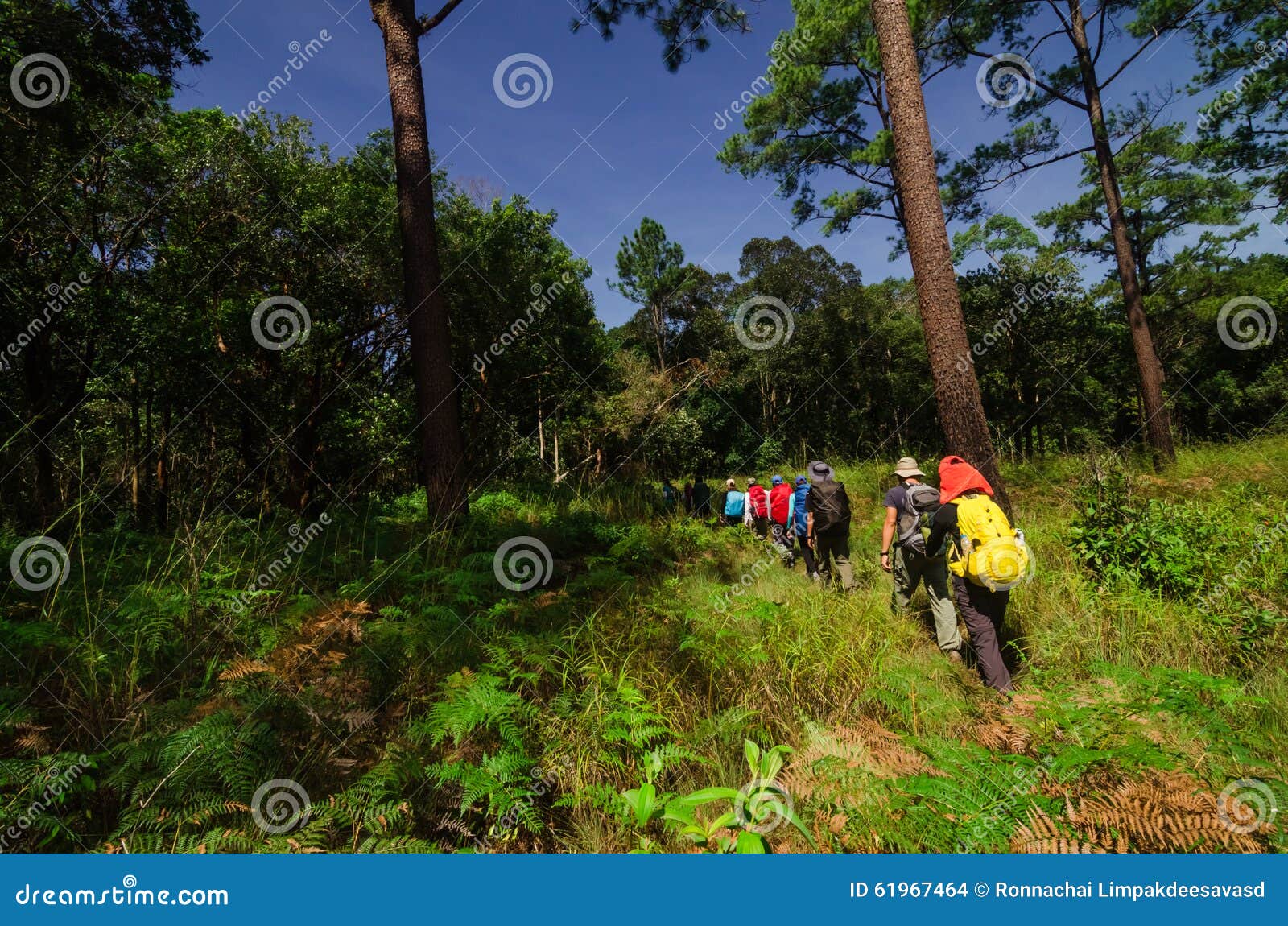 Hiker walk in field stock photo. Image of nature, outdoor - 61967464