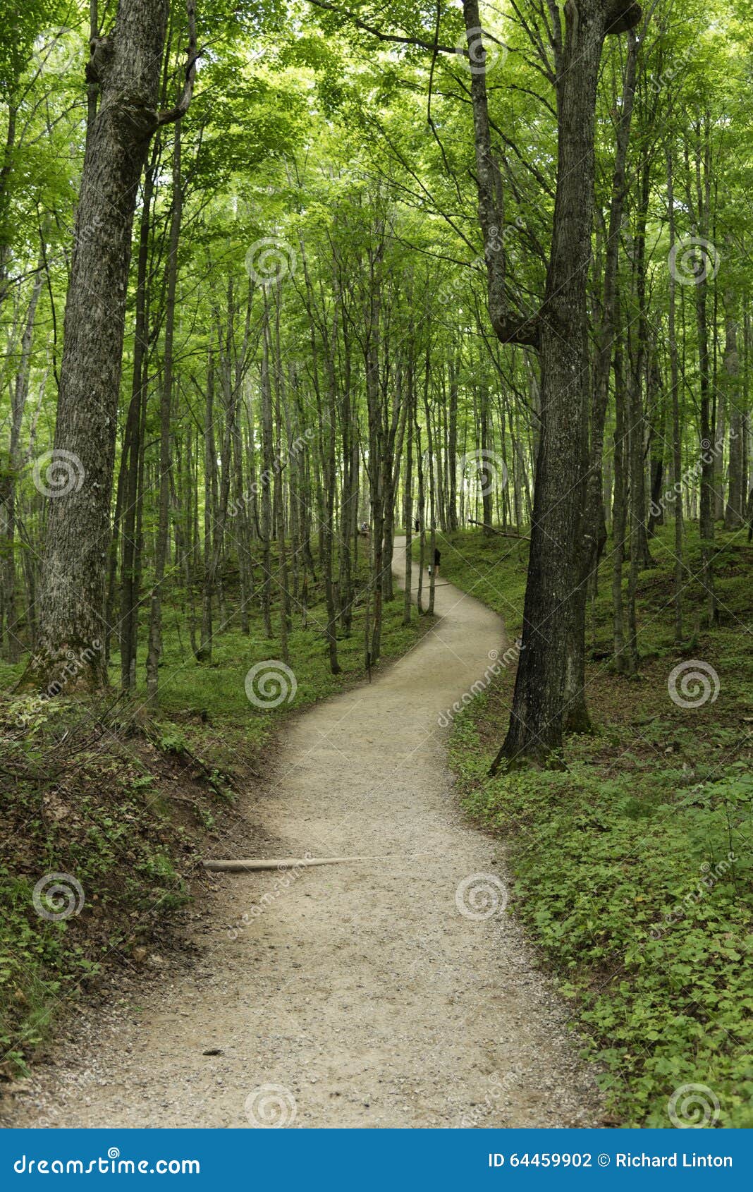 Hikers Along Forest Path - Pictured Rocks National Lakeshore Stock ...