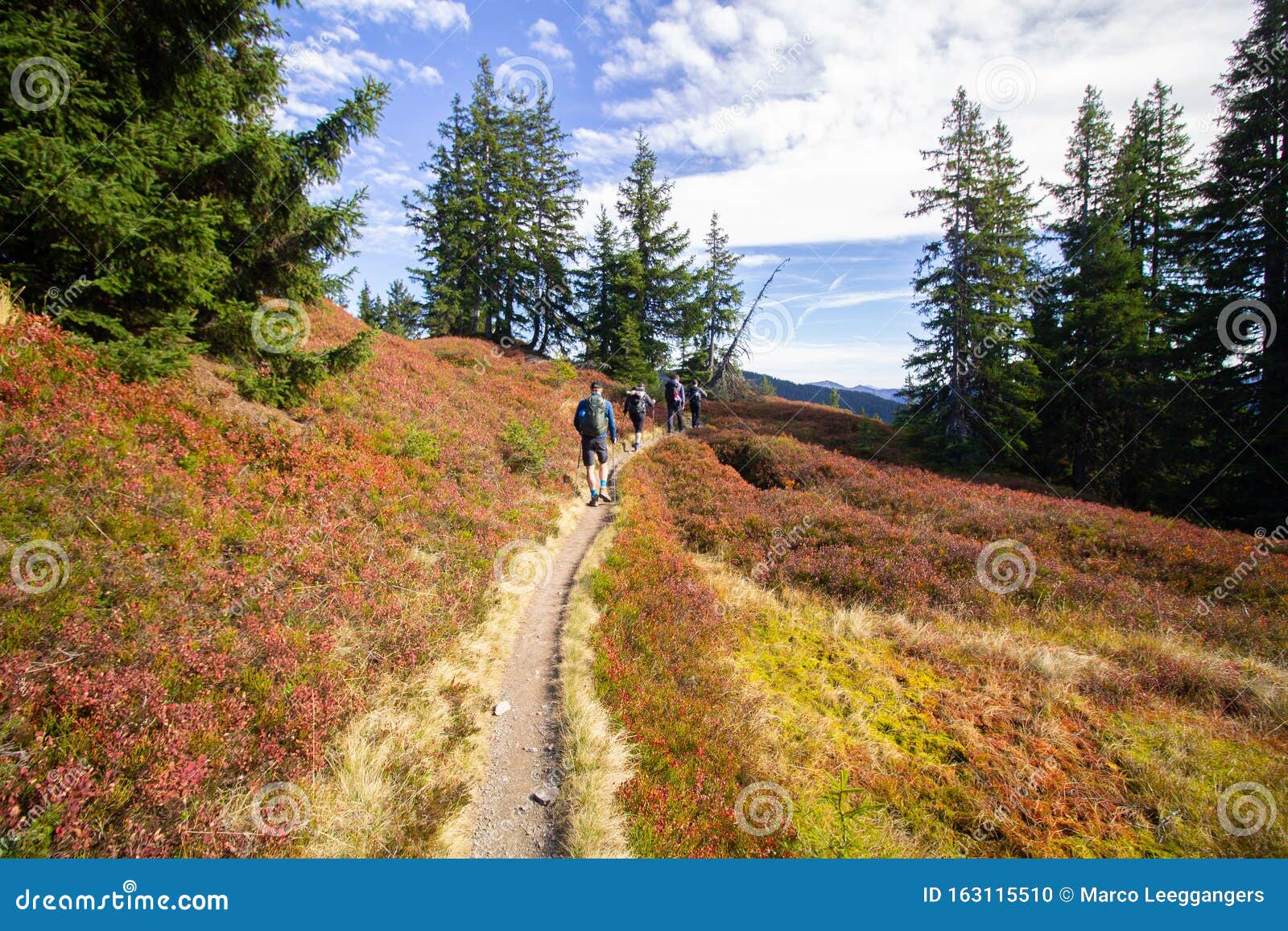 Hikers in Austrian Mountains during Autumn with Nice Colorful Heather ...
