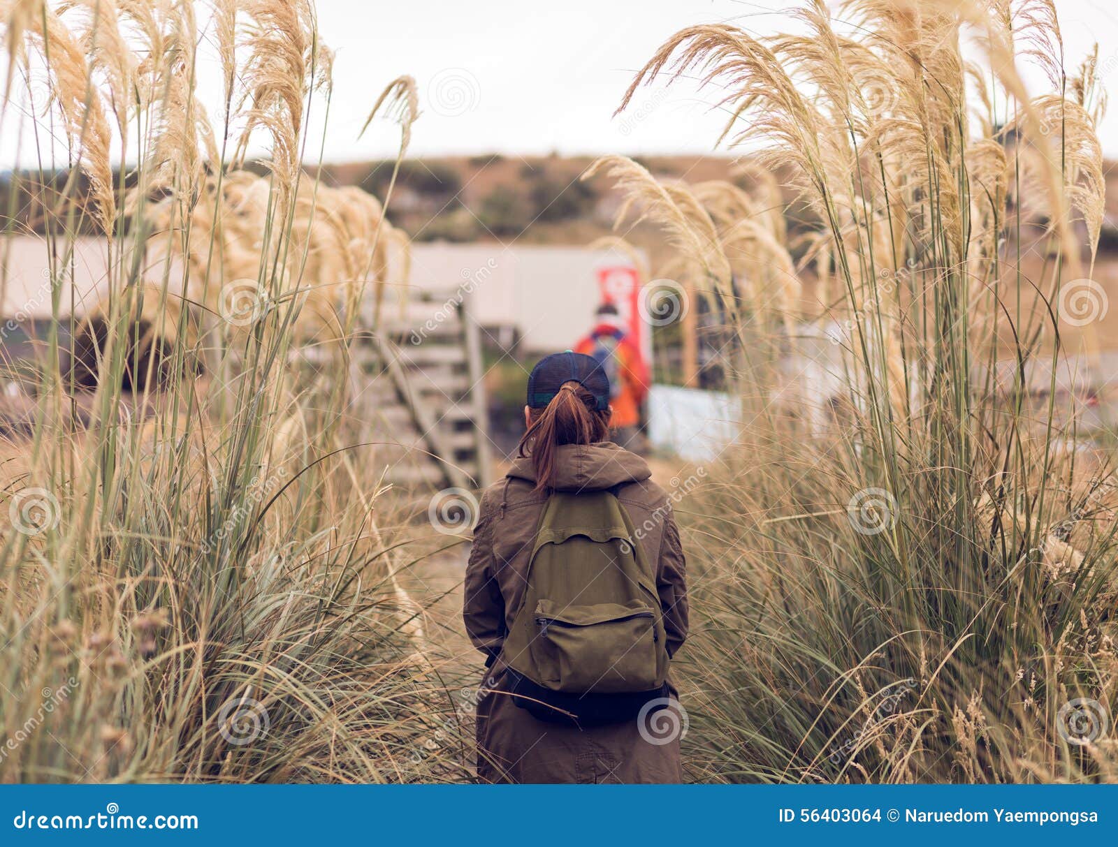 Hikers with Backpacks Walking through a Meadow with Sedge Stock Photo ...