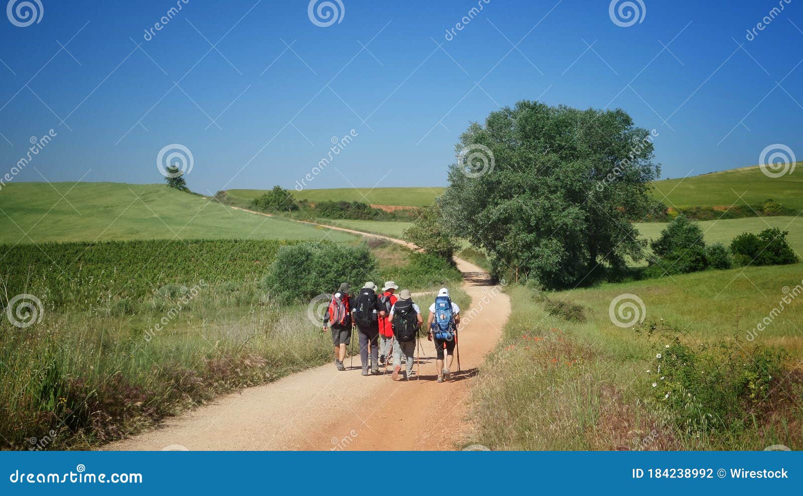 Hikers in a Field Covered in Greenery Under the Sunlight and a Blue Sky ...