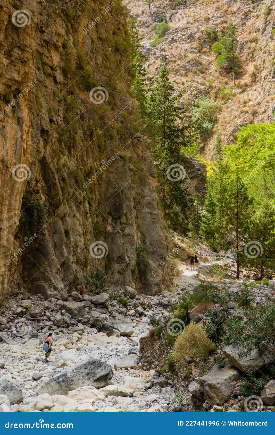 Hikers in a Huge Natural Gorge with Towering Cliffs and Pine Trees ...